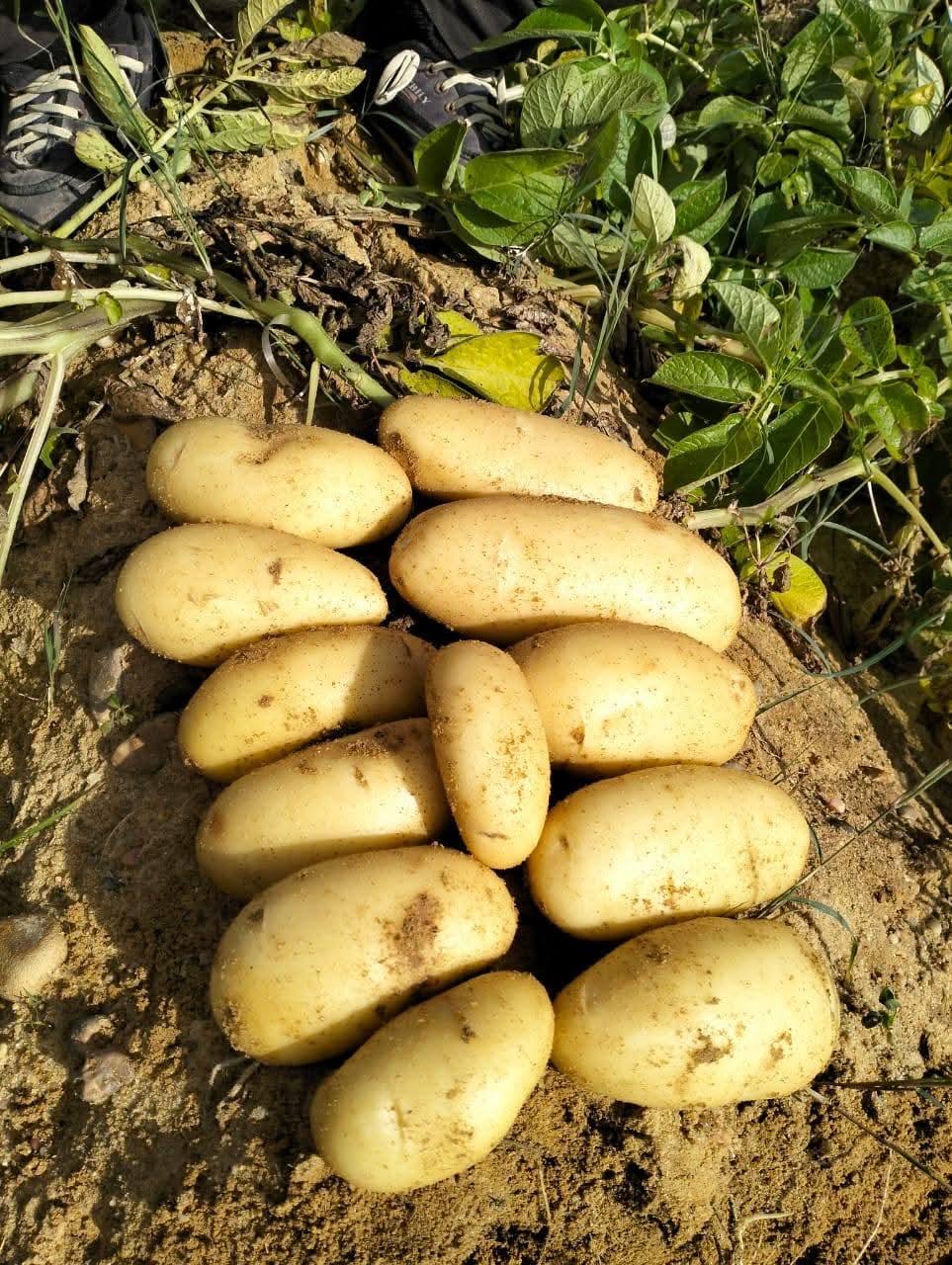 Premium Potatoes - Food Gate
